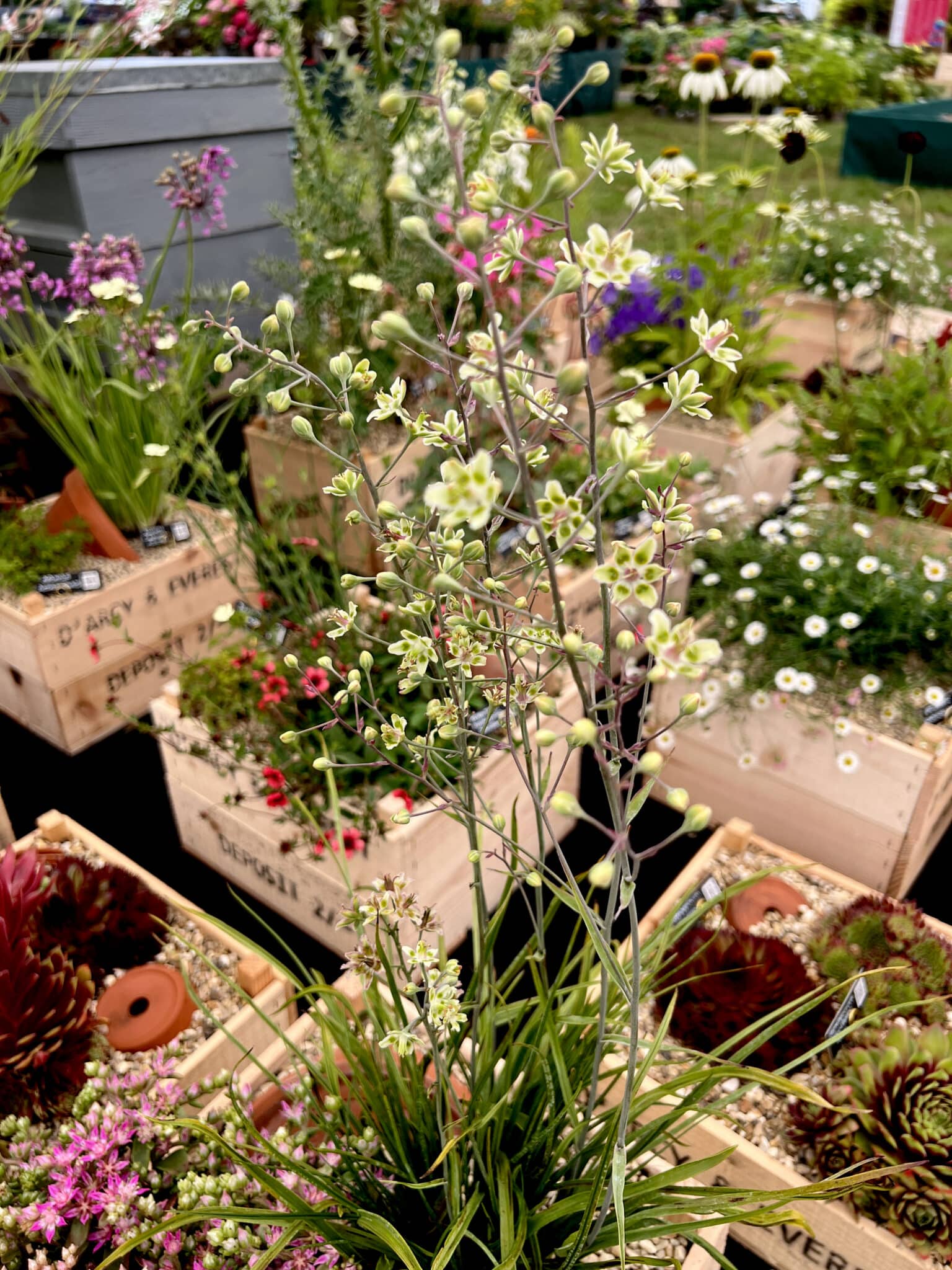 Anticlea elegans (Zigadenus elegans) - D'arcy and Everest