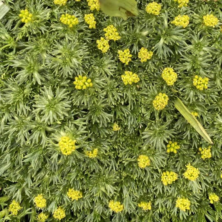 Azorella trifurcata - D'arcy and Everest