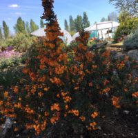 Berberis stenophylla corallina compacta AGM - D'arcy and Everest