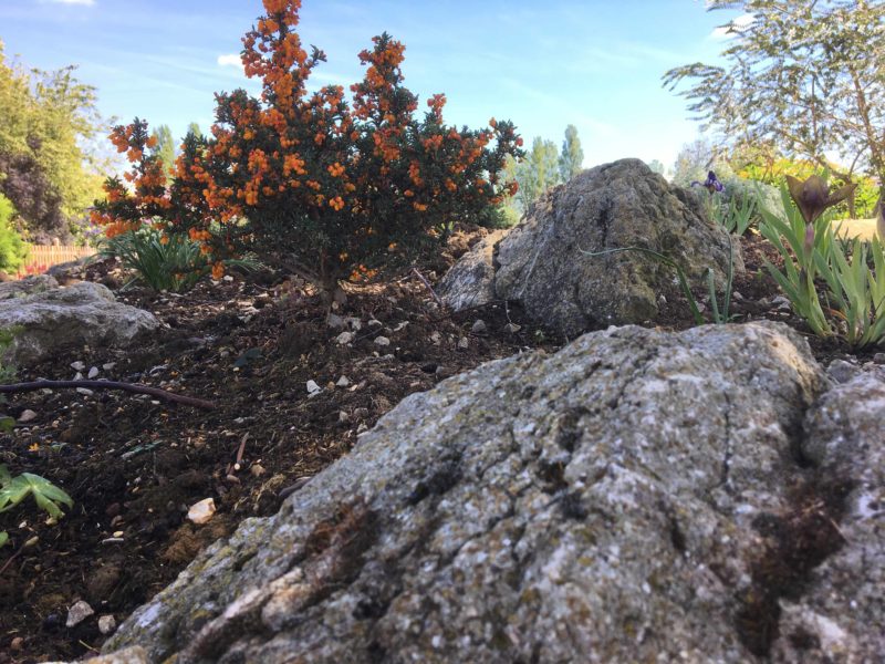 Berberis stenophylla corallina compacta AGM - D'arcy and Everest