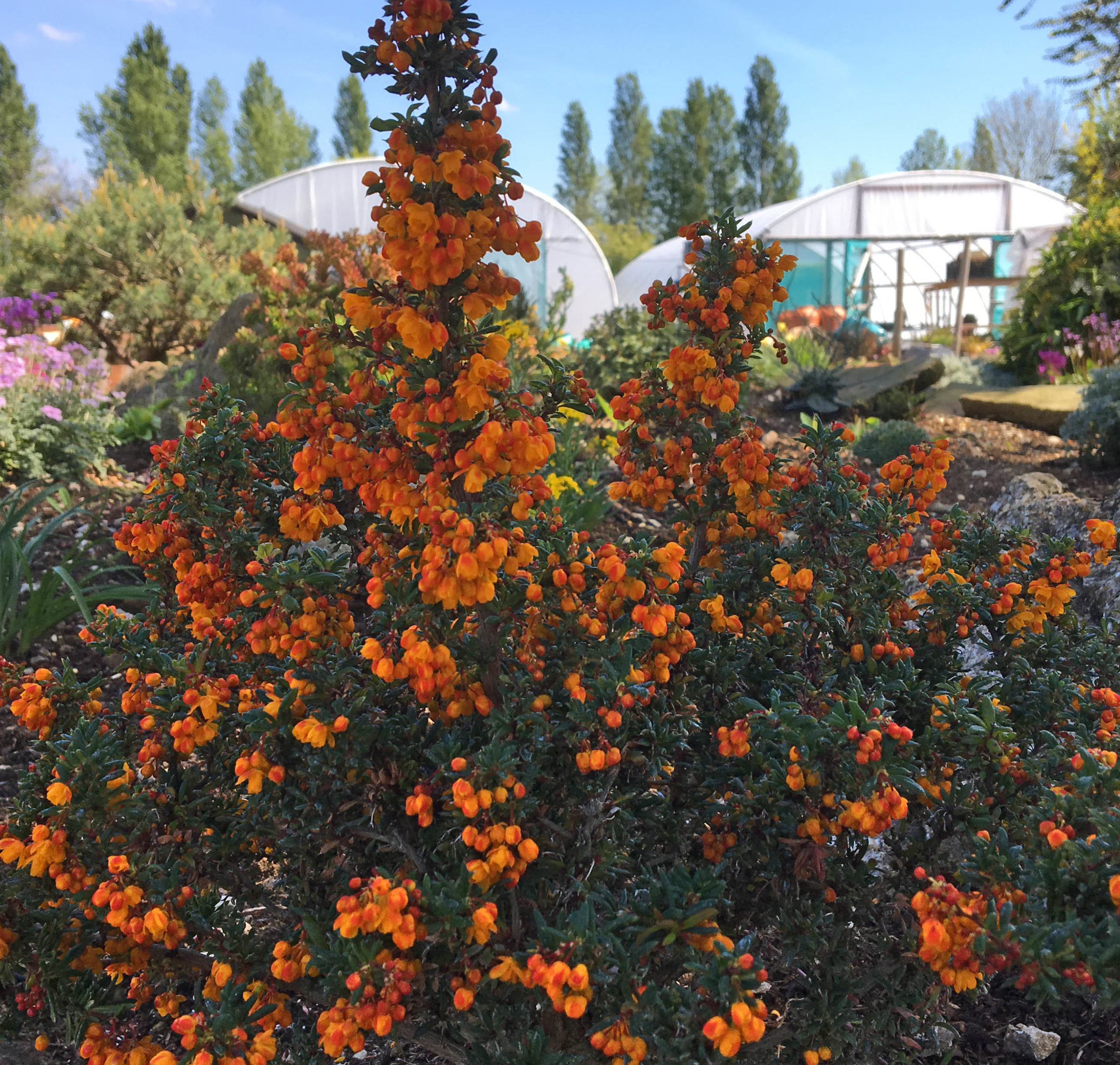 Berberis stenophylla corallina compacta AGM - D'arcy and Everest
