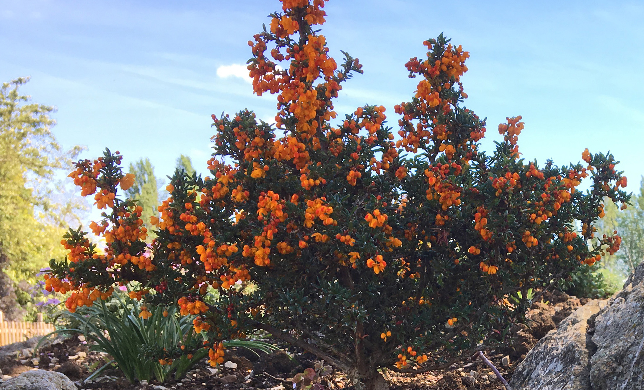 Berberis stenophylla corallina compacta AGM - D'arcy and Everest