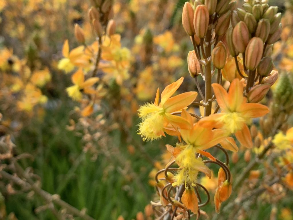 Bulbine frutescens - D'arcy and Everest