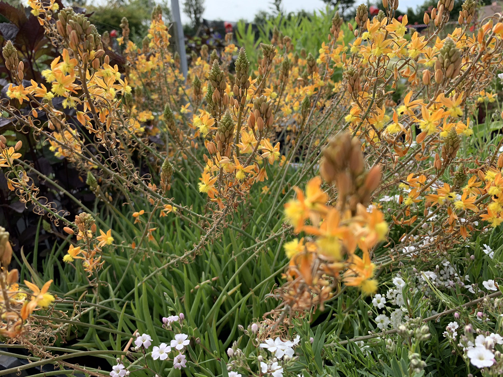 Bulbine frutescens - D'arcy and Everest