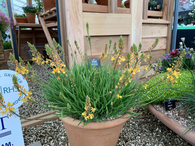 Bulbine frutescens - D'arcy and Everest