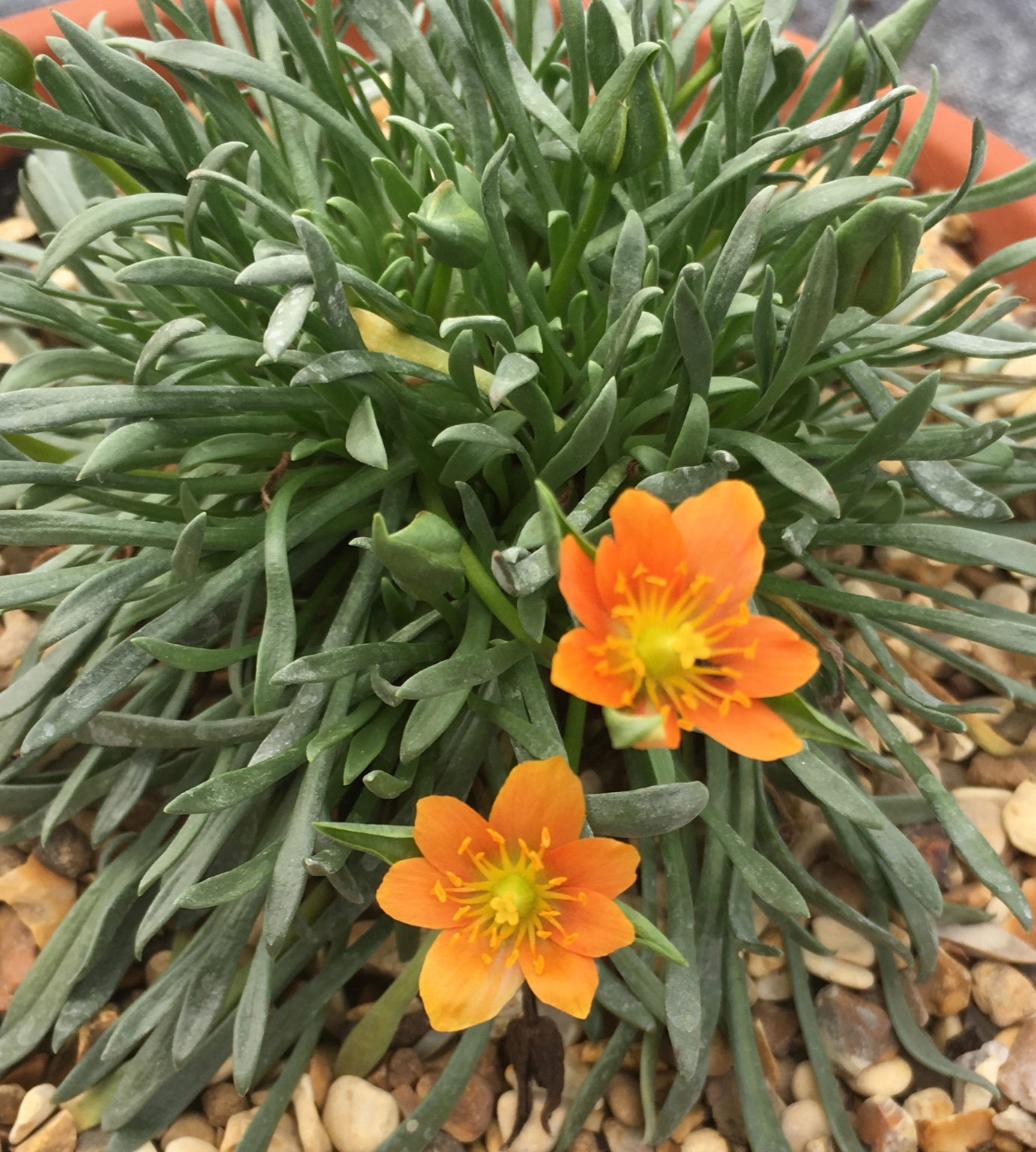 Calandrinia caespitosa 'Darcies dreams' - D'arcy and Everest