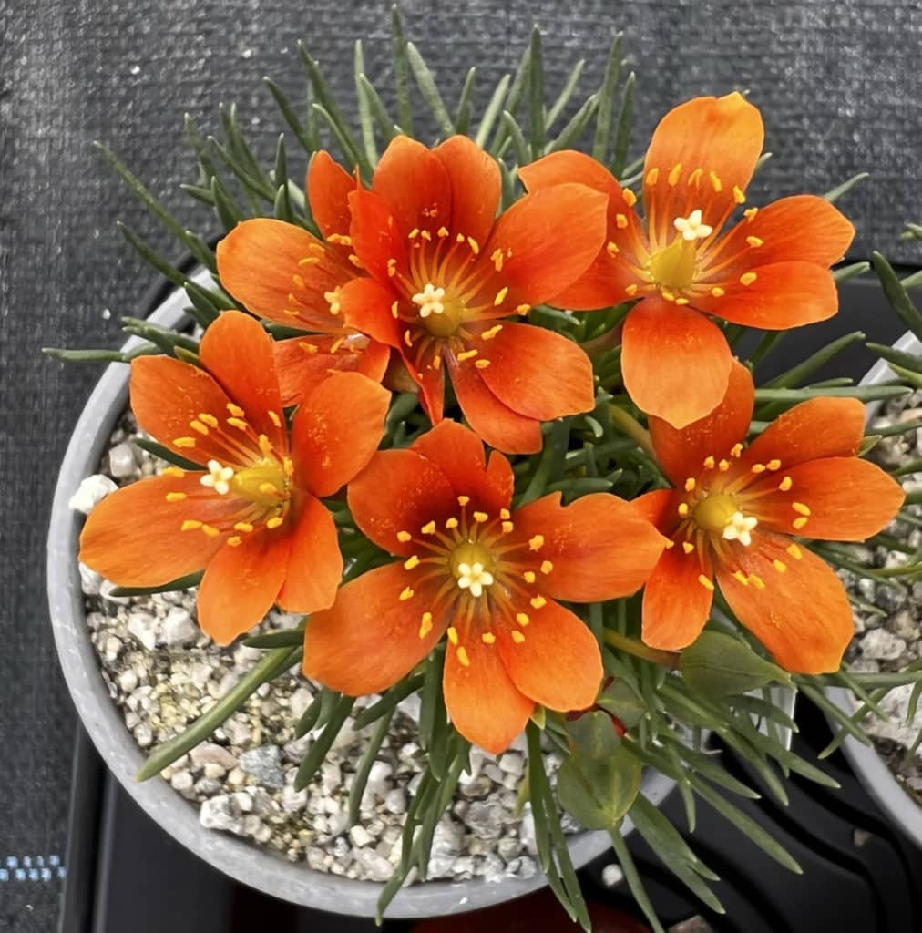 Calandrinia caespitosa 'Darcies dreams' - D'arcy and Everest