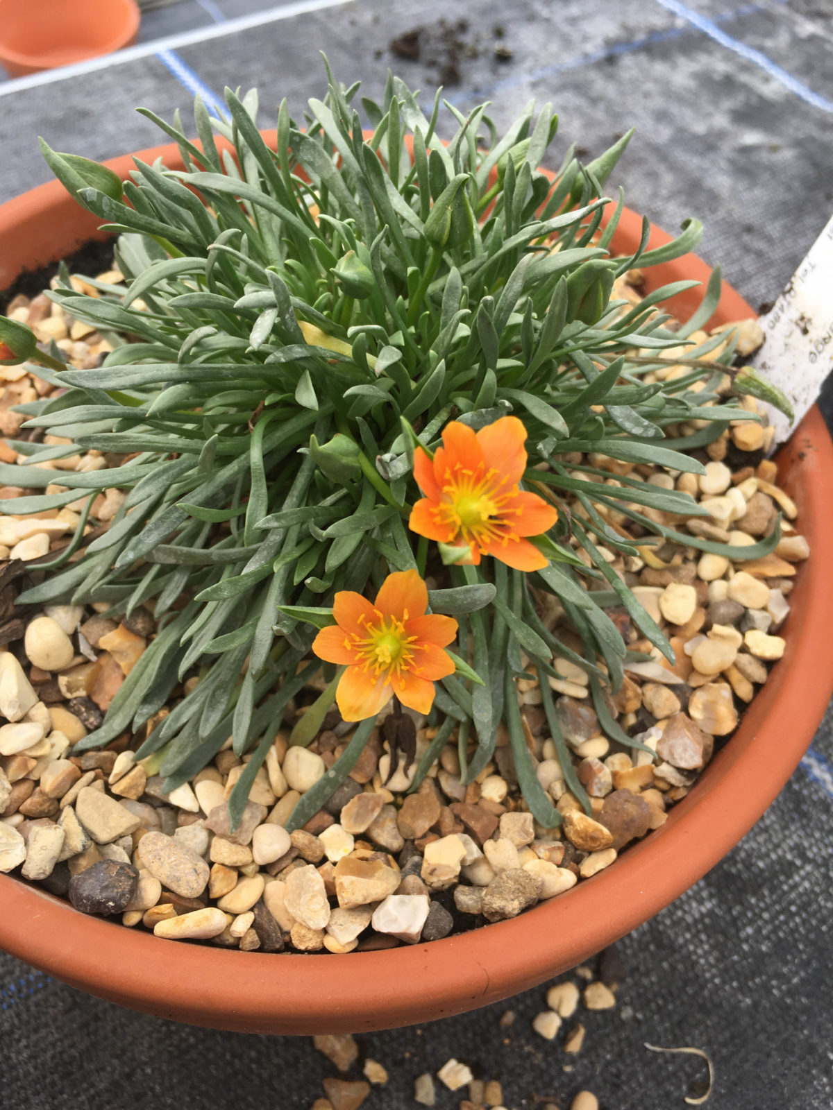 Calandrinia caespitosa 'Darcies dreams' - D'arcy and Everest