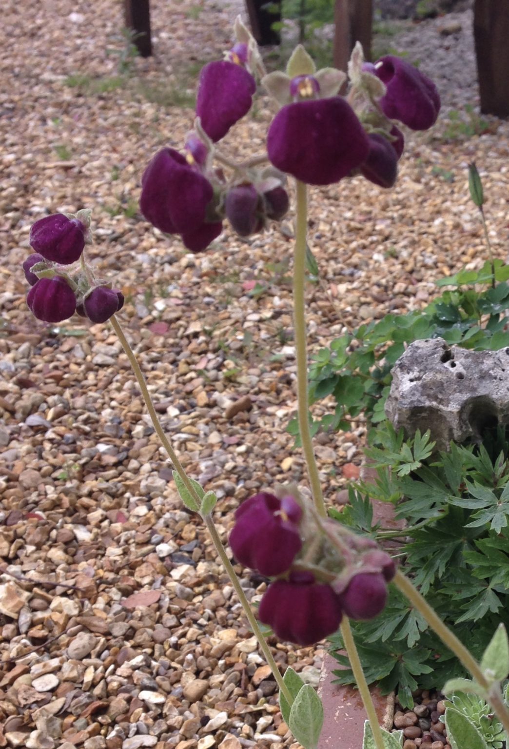 Calceolaria arachnoidea Darcies Velvet - D'arcy and Everest