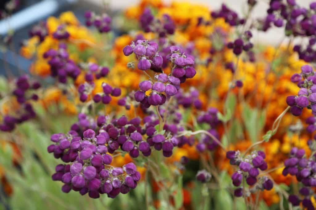 Calceolaria arachnoidea Darcies Velvet - D'arcy and Everest