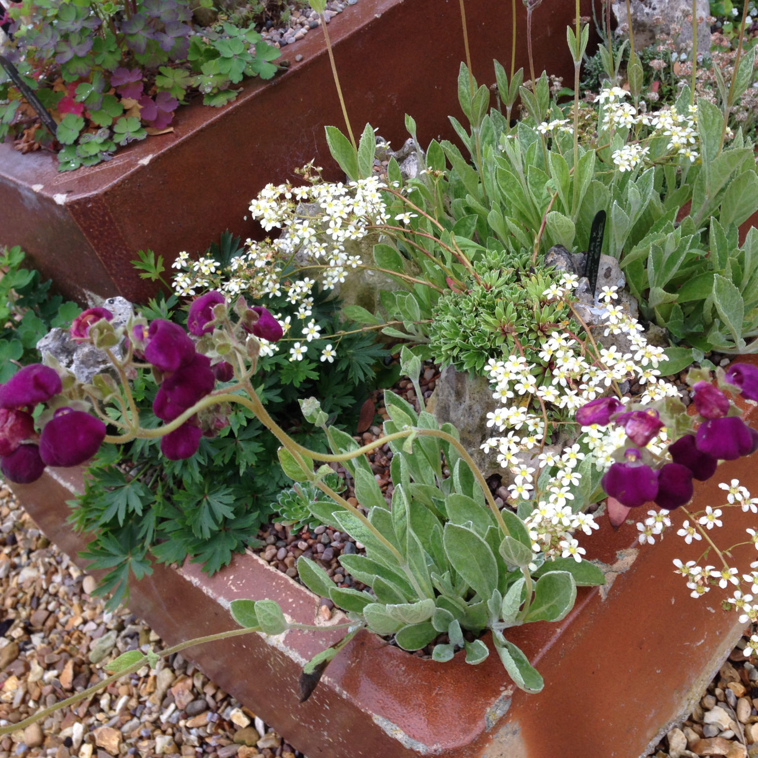 Calceolaria arachnoidea Darcies Velvet - D'arcy and Everest