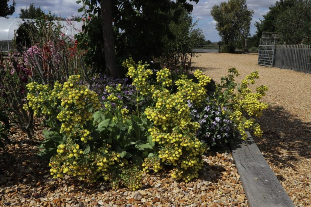 Calceolaria Paralia lemon drops - D'arcy and Everest
