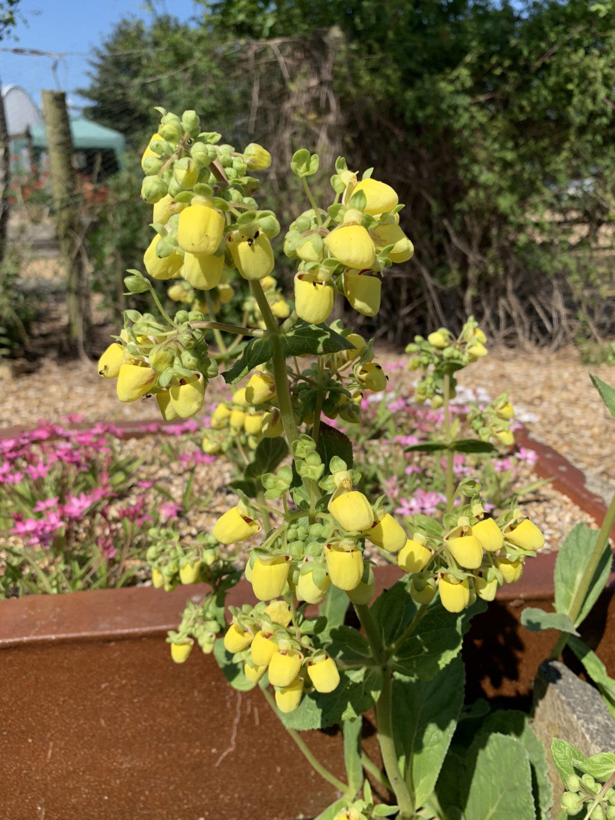 Calceolaria Paralia lemon drops - D'arcy and Everest