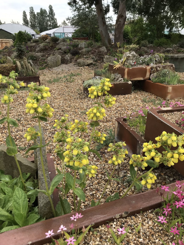Calceolaria Paralia lemon drops - D'arcy and Everest