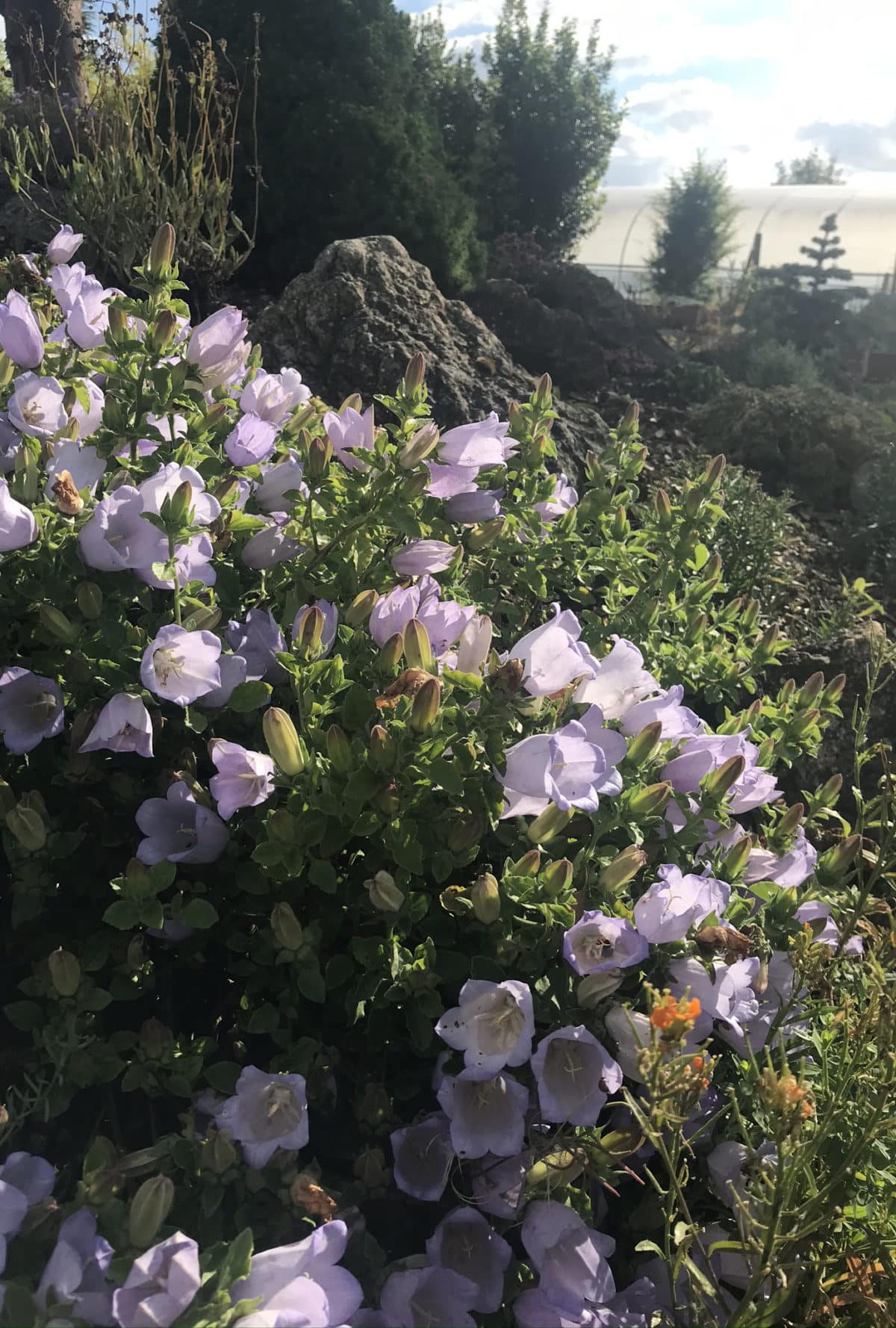 Campanula incurva - D'arcy and Everest