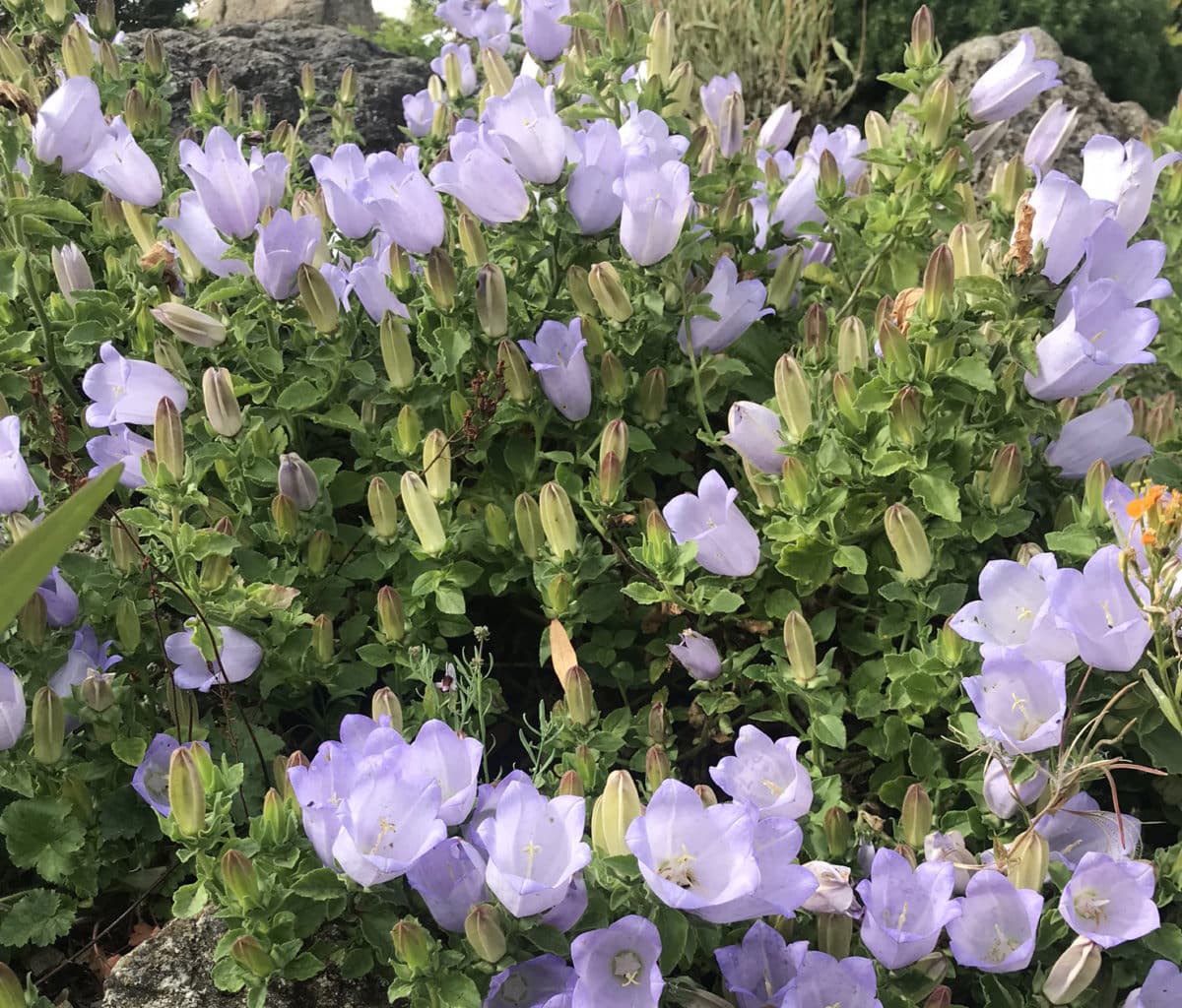 Campanula incurva - D'arcy and Everest