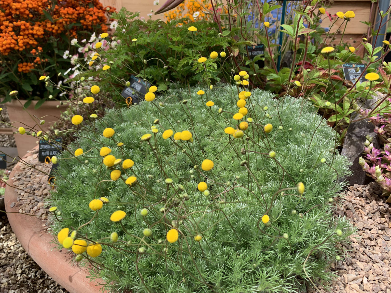 Cotula hispida - D'arcy and Everest