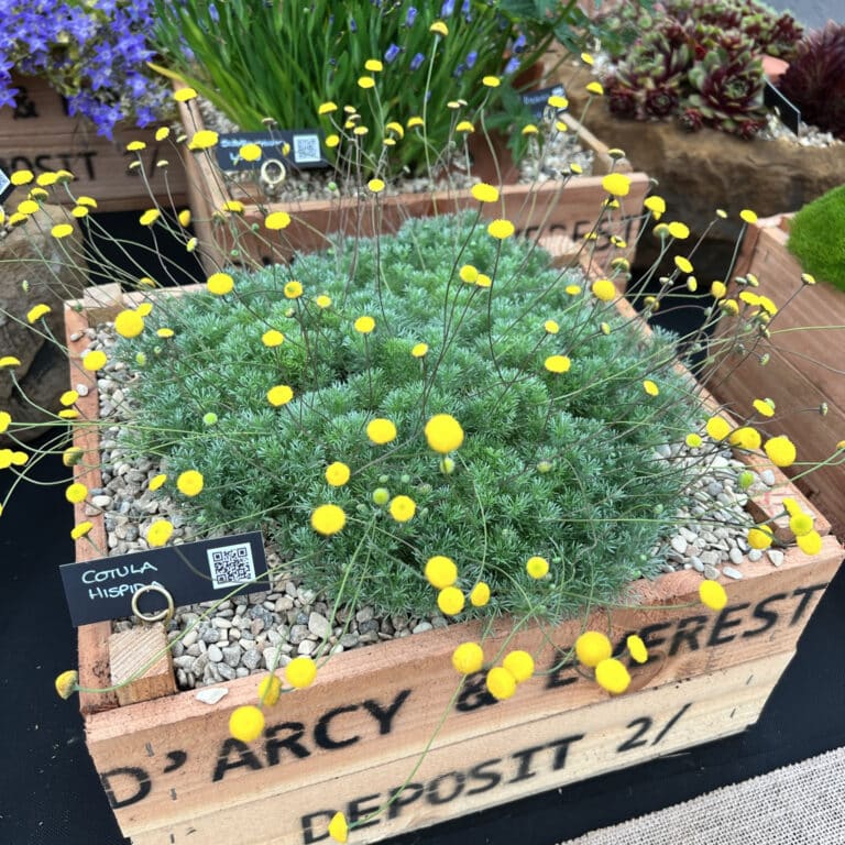 Cotula hispida - D'arcy and Everest