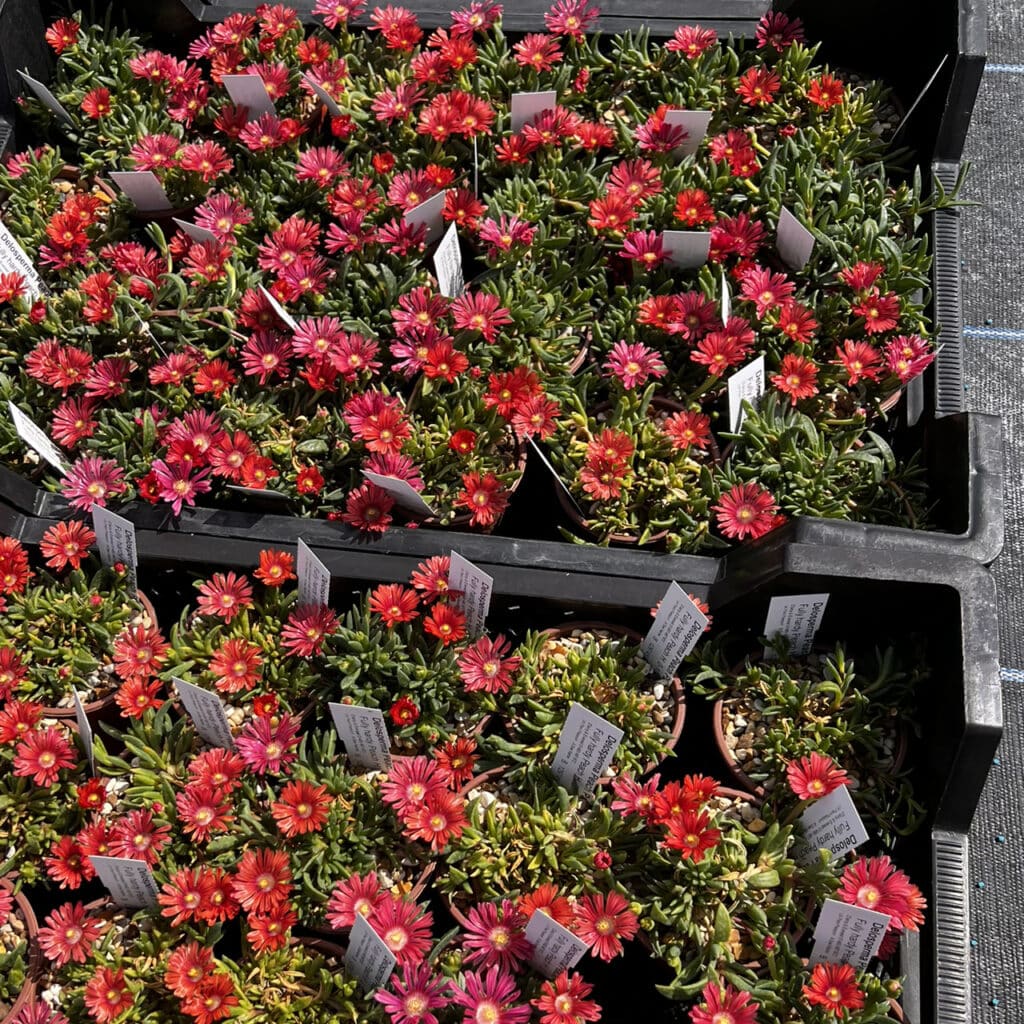 Delosperma 'Peach Passion' - D'arcy and Everest