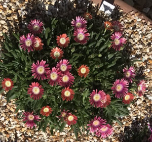 Delosperma dyeri 'Red Mountain' - D'arcy and Everest
