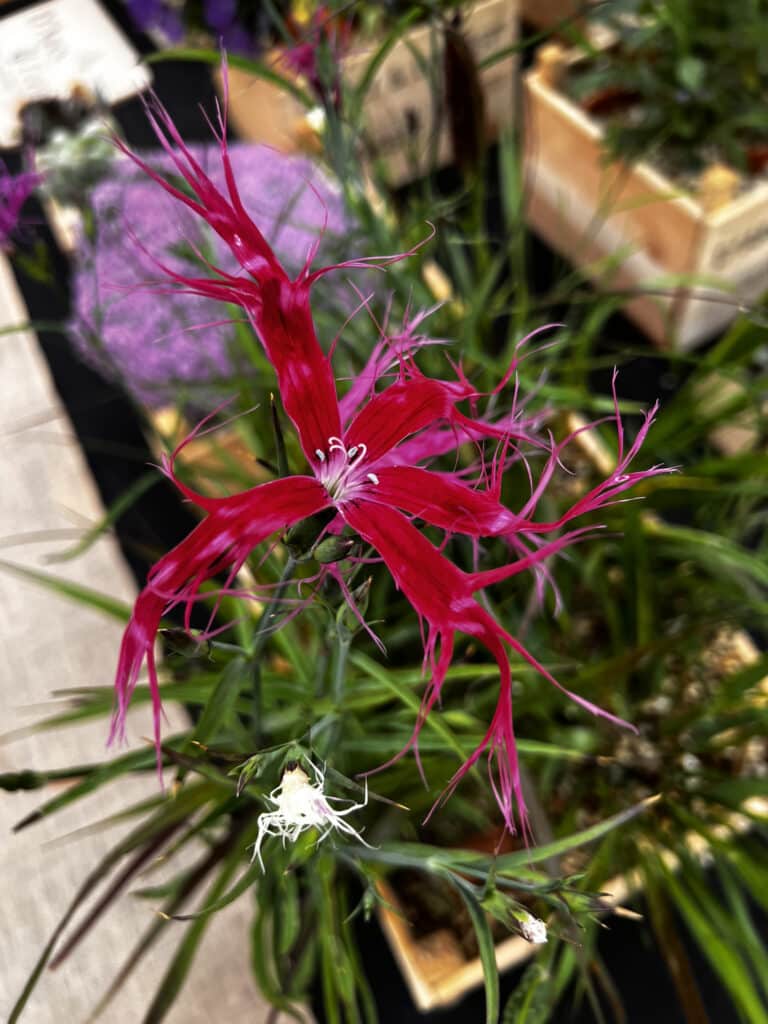 Dianthus isensis dancing geisha - D'arcy and Everest