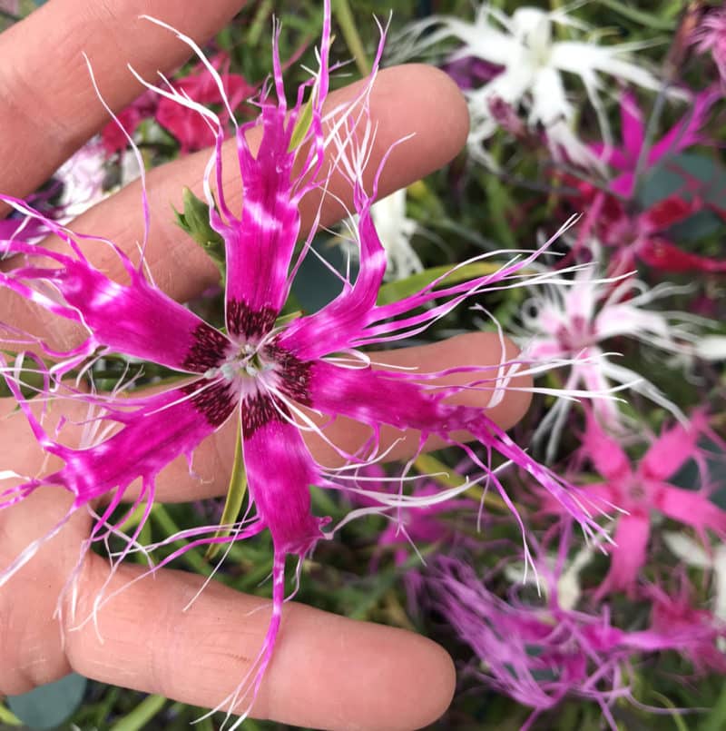 Dianthus isensis dancing geisha - D'arcy and Everest