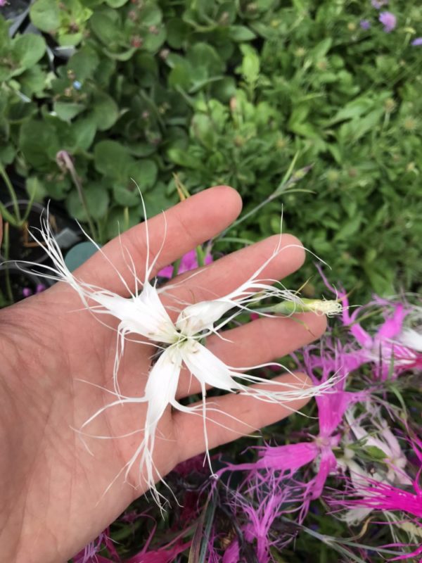 Dianthus isensis dancing geisha - D'arcy and Everest