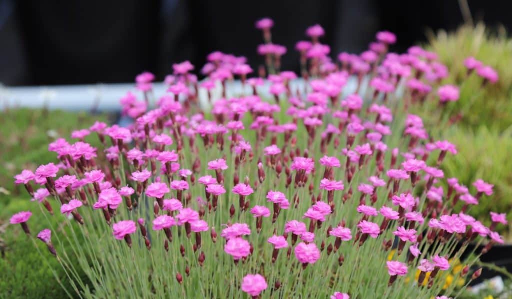 Dianthus gratianopolitanus 'Tiny Rubies' - D'arcy and Everest