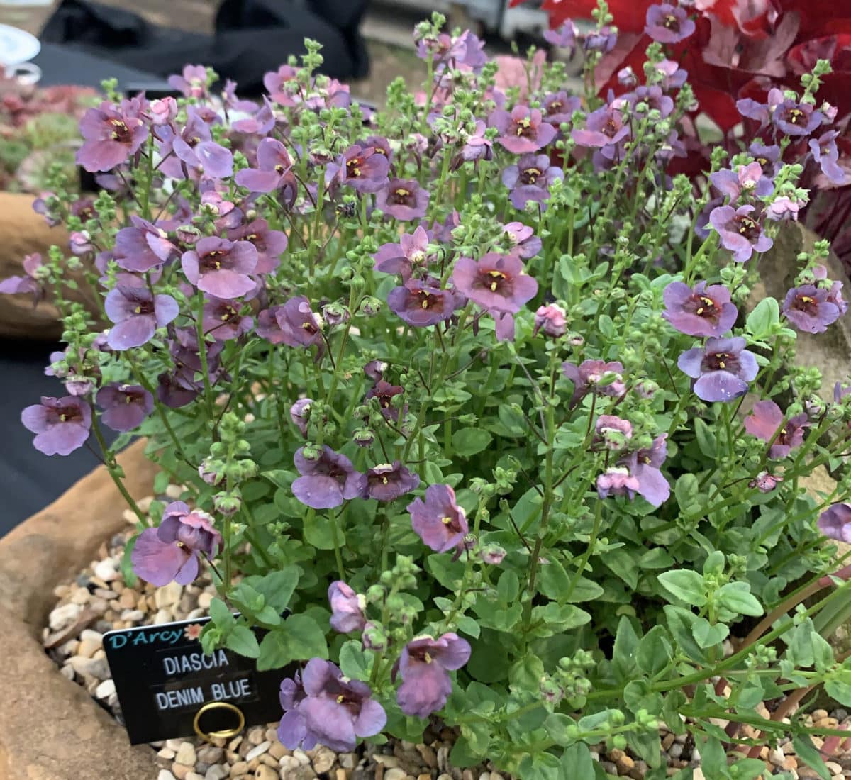 Diascia Denim Blue - D'arcy and Everest