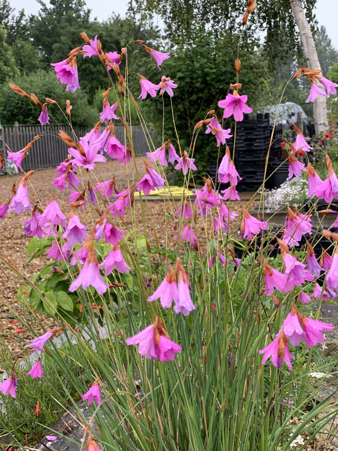 Dierama Tiny Bells (Dwarf) - D'arcy and Everest