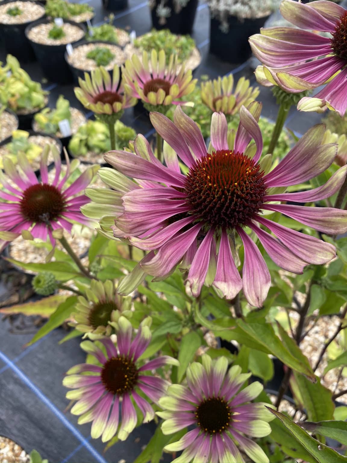 Echinacea purpurea 'Green Twister' - D'arcy and Everest