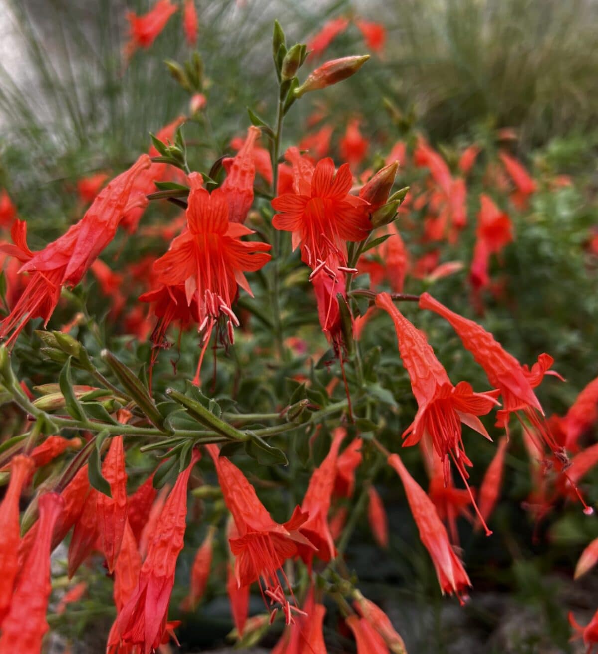 Epilobium canum (zauschneria cana) - D'arcy and Everest