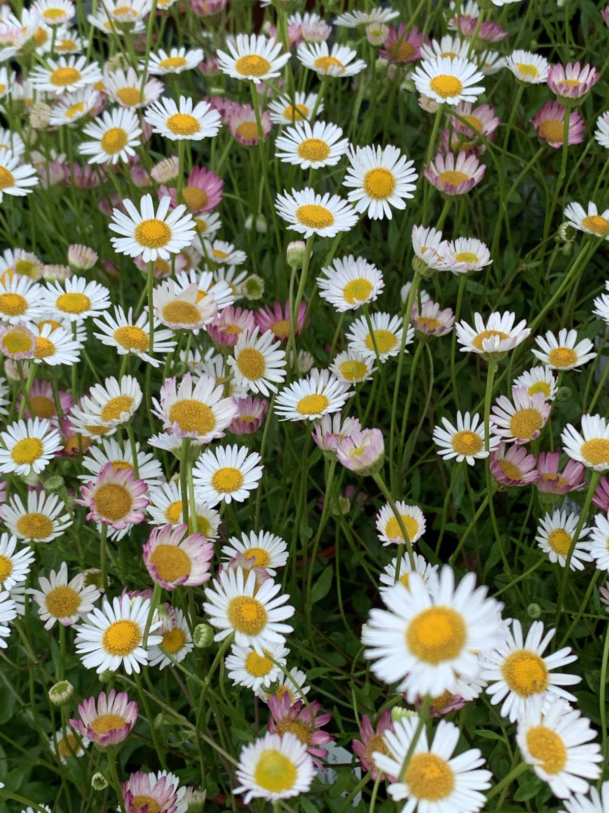 Erigeron karvinskianus AGM - D'arcy and Everest