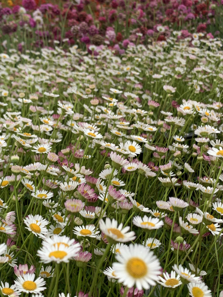 Erigeron karvinskianus AGM - D'arcy and Everest