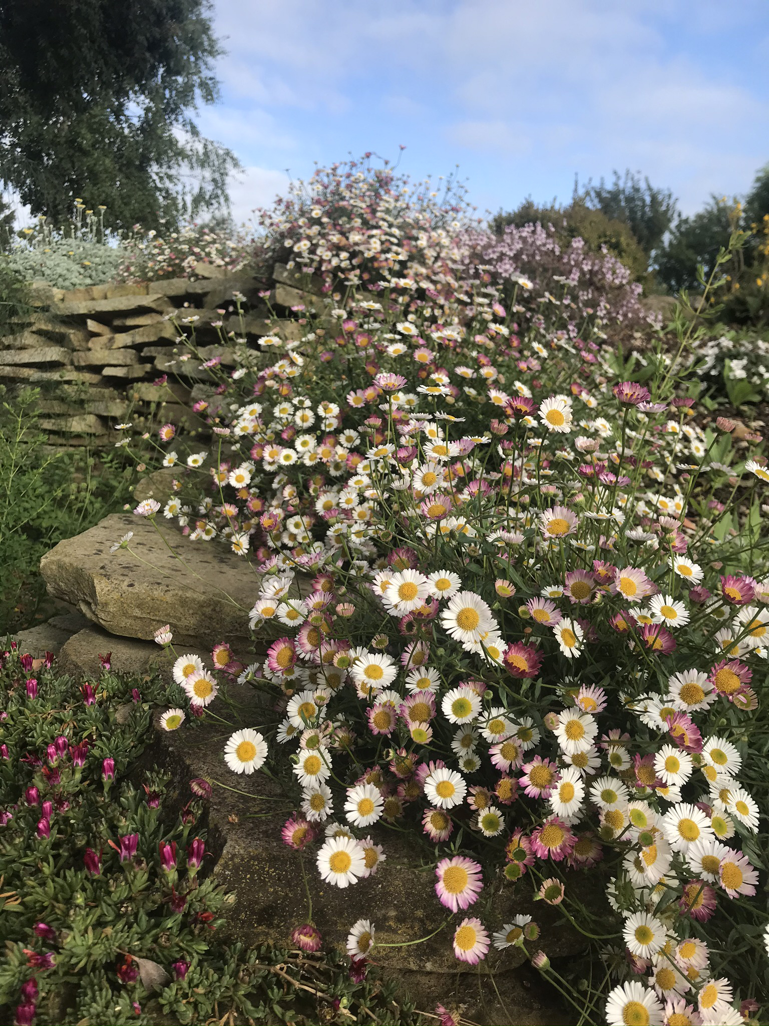 Erigeron karvinskianus AGM - D'arcy and Everest