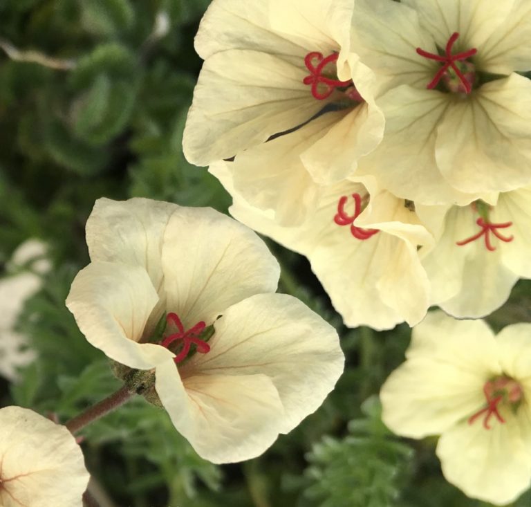 Erodium chrysanthum - D'arcy and Everest