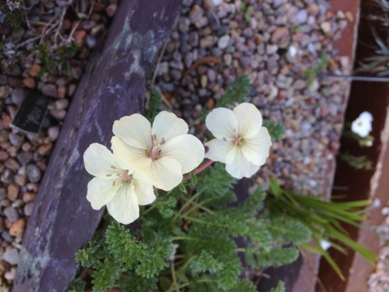 Erodium chrysanthum - D'arcy and Everest