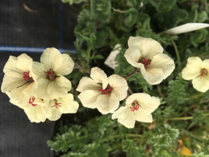 Erodium chrysanthum - D'arcy and Everest