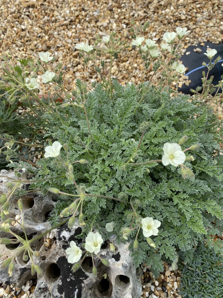 Erodium chrysanthum - D'arcy and Everest