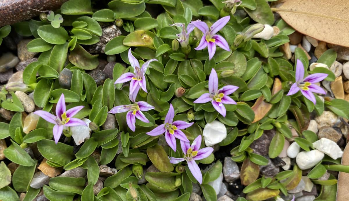 Hypsela reniformis ( Lobelia oligophylla ) - D'arcy and Everest