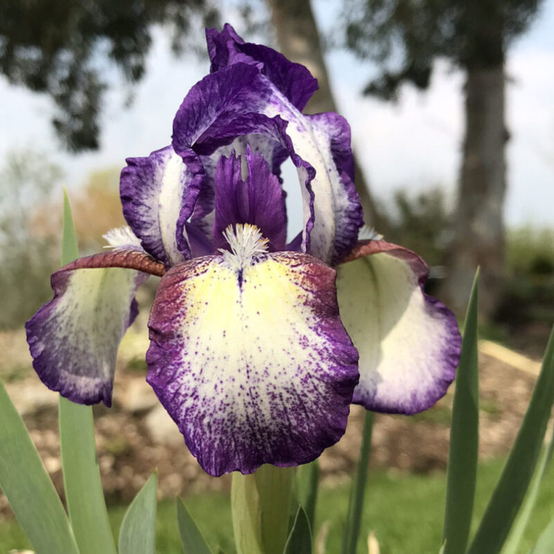 Iris mini agnes - D'arcy and Everest