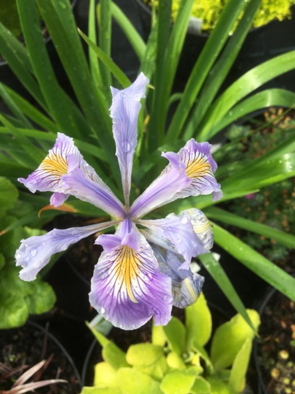 Iris tenax - D'arcy and Everest