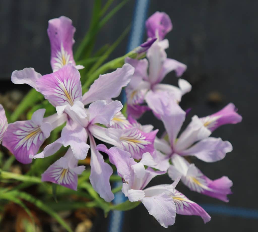 Iris tenax - D'arcy and Everest