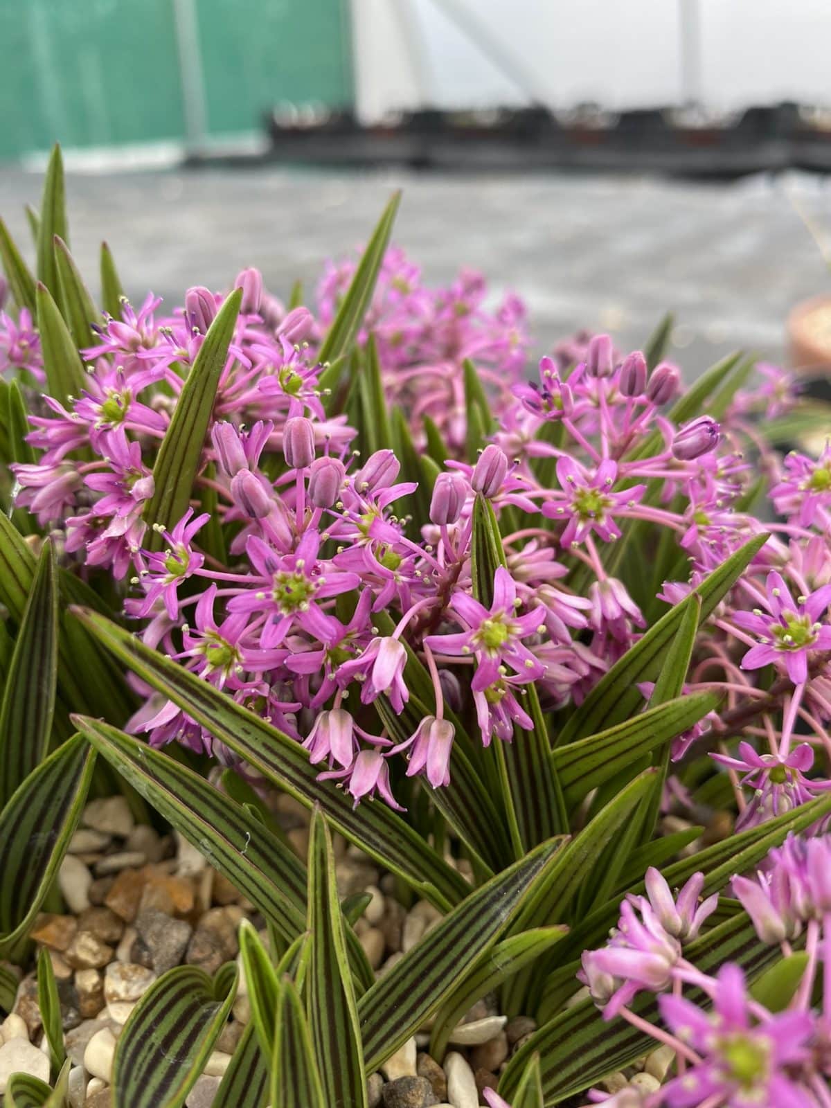Ledebouria cooperi - D'arcy and Everest