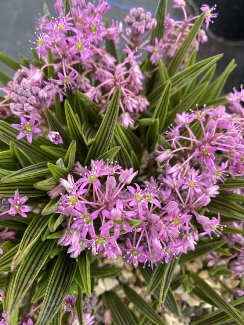 Ledebouria cooperi - D'arcy and Everest