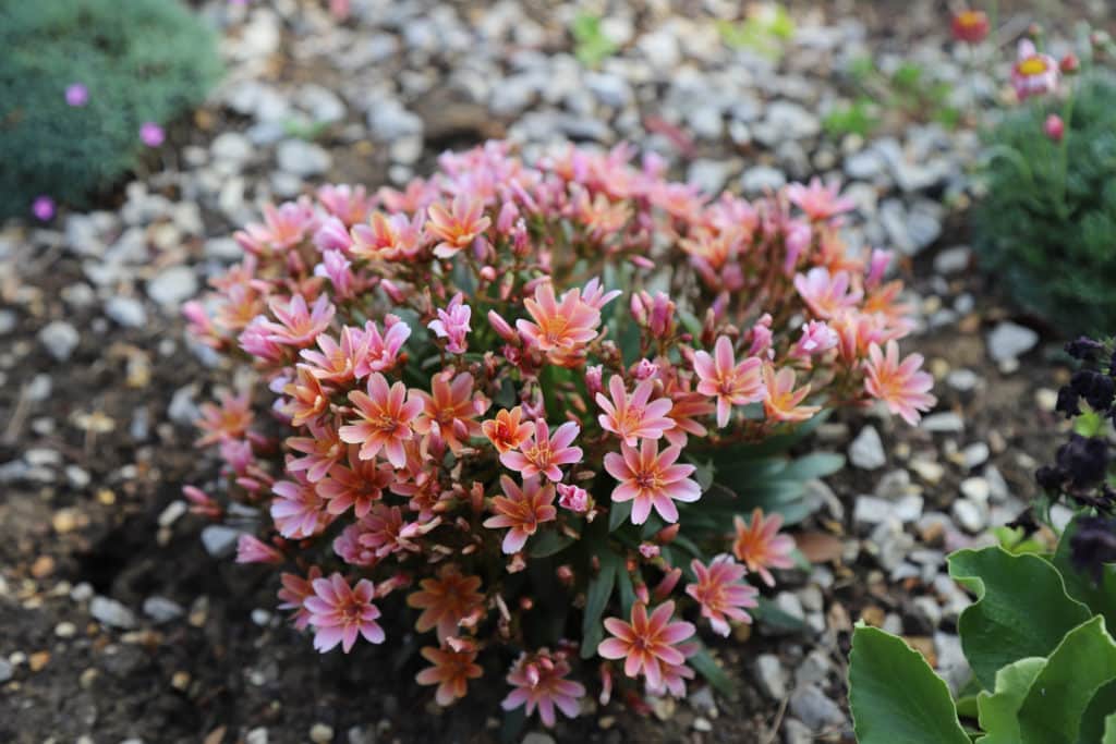 Lewisia longipetala Darcies Sunrise - D'arcy and Everest