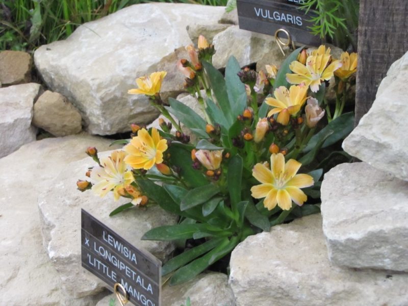 Lewisia longipetala Little Mango - D'arcy and Everest