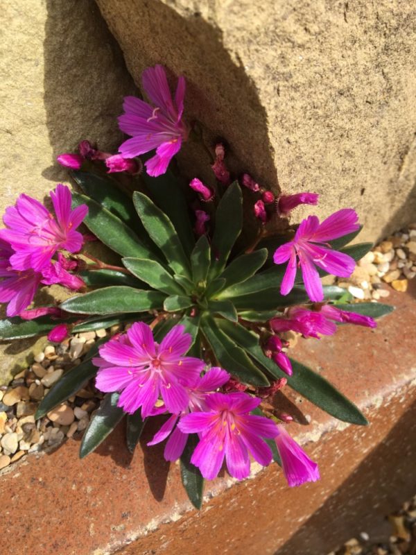 Lewisia longipetilla Little Raspberry - D'arcy and Everest