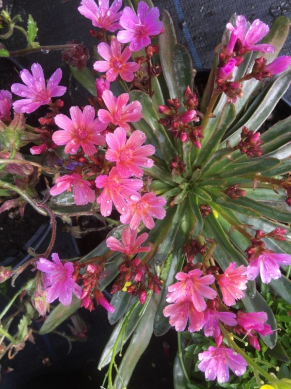 Lewisia longipetilla Little Raspberry - D'arcy and Everest