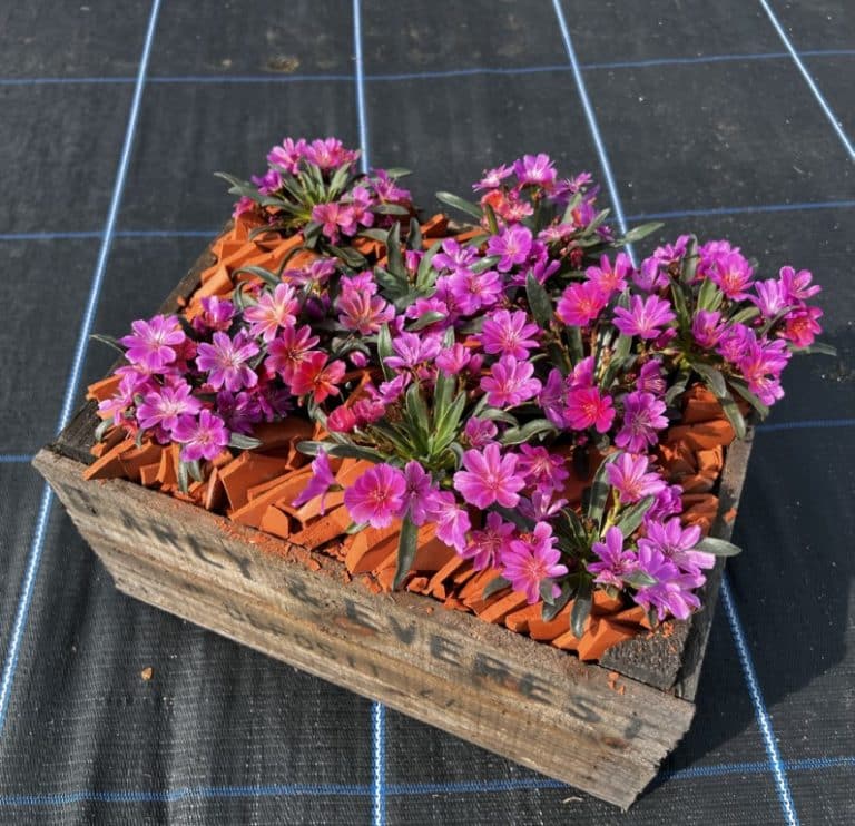 Lewisia longipetilla Little Raspberry - D'arcy and Everest